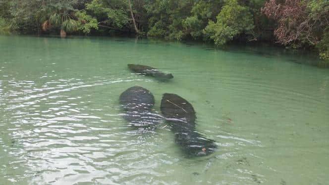 Discover the Magic of Manatee Season on Florida’s Adventure Coast ...
