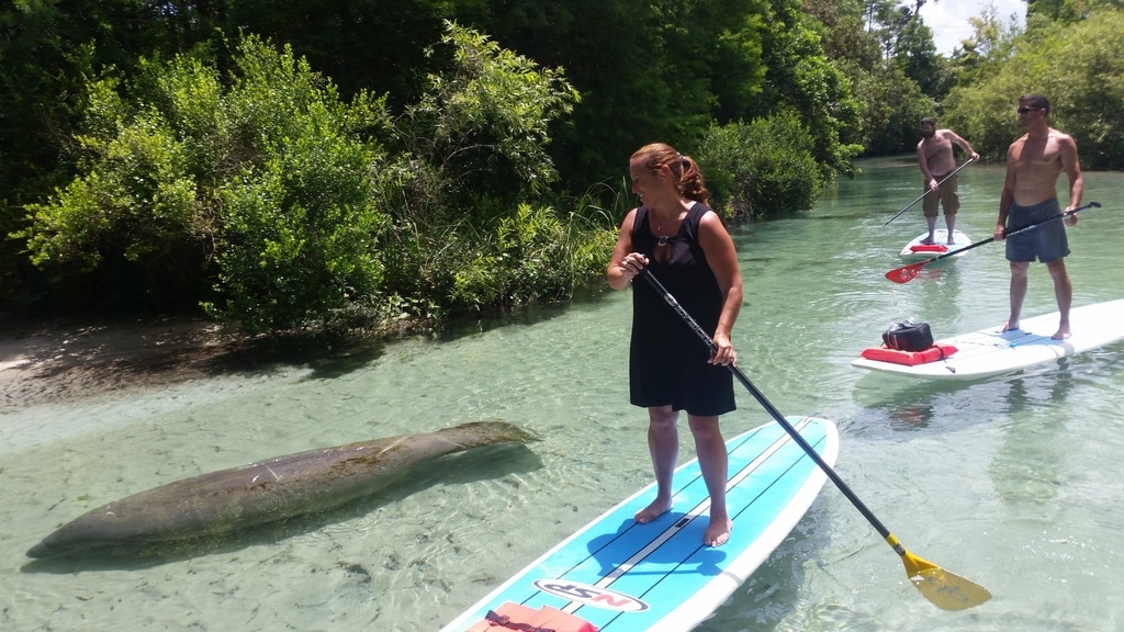 Discover the Magic of Manatee Season on Florida’s Adventure Coast ...